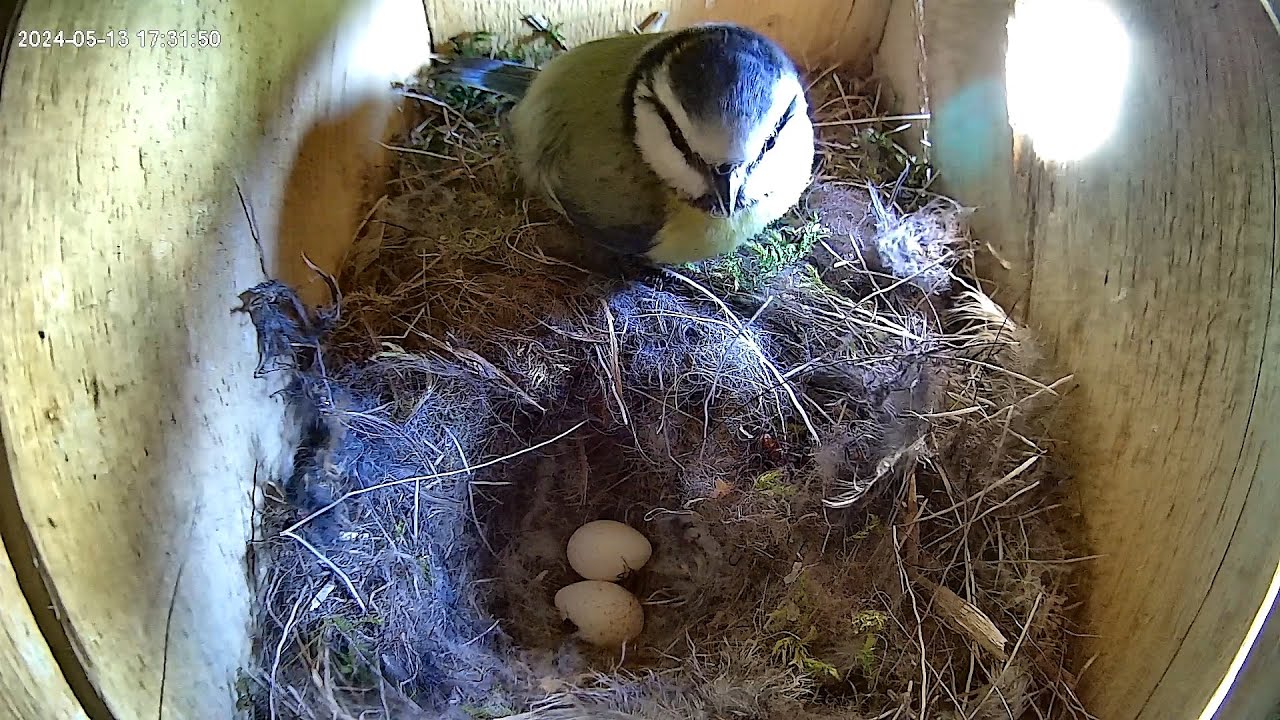 The moment of a bird laying eggs - YouTube