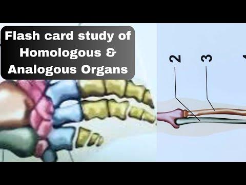 Flash card study of Homologous and Analogous Organ #biologypractical # ...