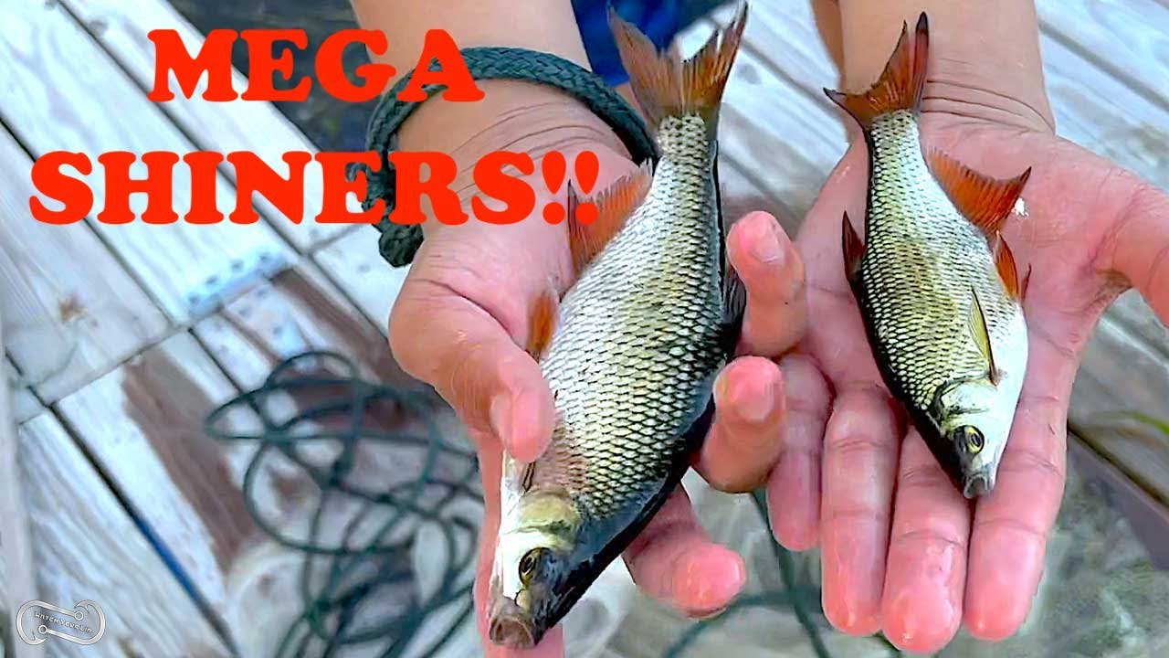 Large Shiner Bait