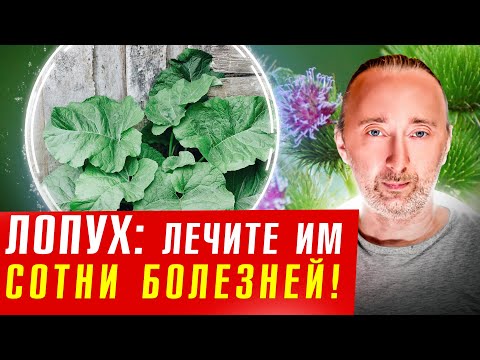 Чем Лопух полезен для Вас? Сбор, рецепты, экстракт!
