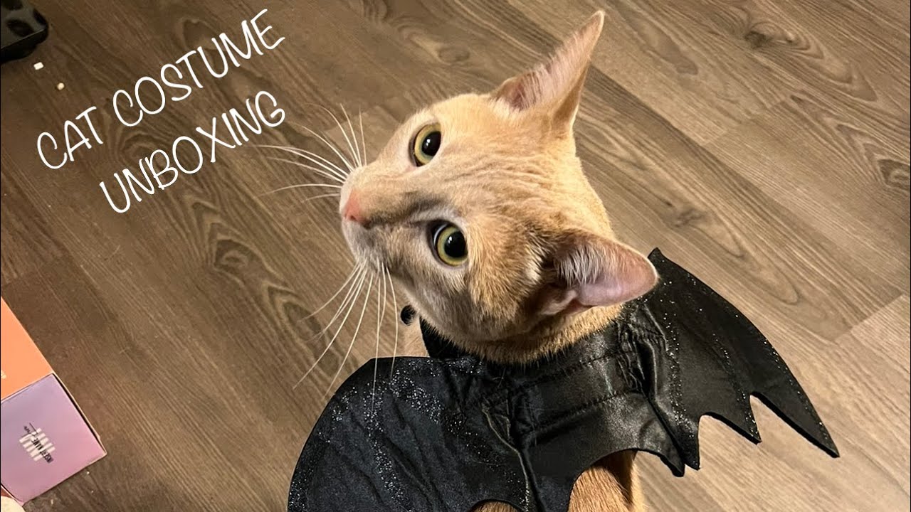 Unboxing Halloween Goody Box from Chewy and my cats Halloween costumes ...