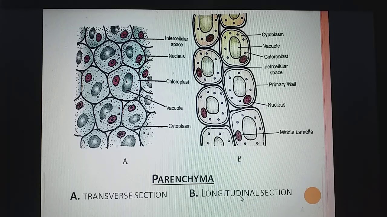 Simple Permanent Tissue YouTube simple-permanent-tissue-youtube