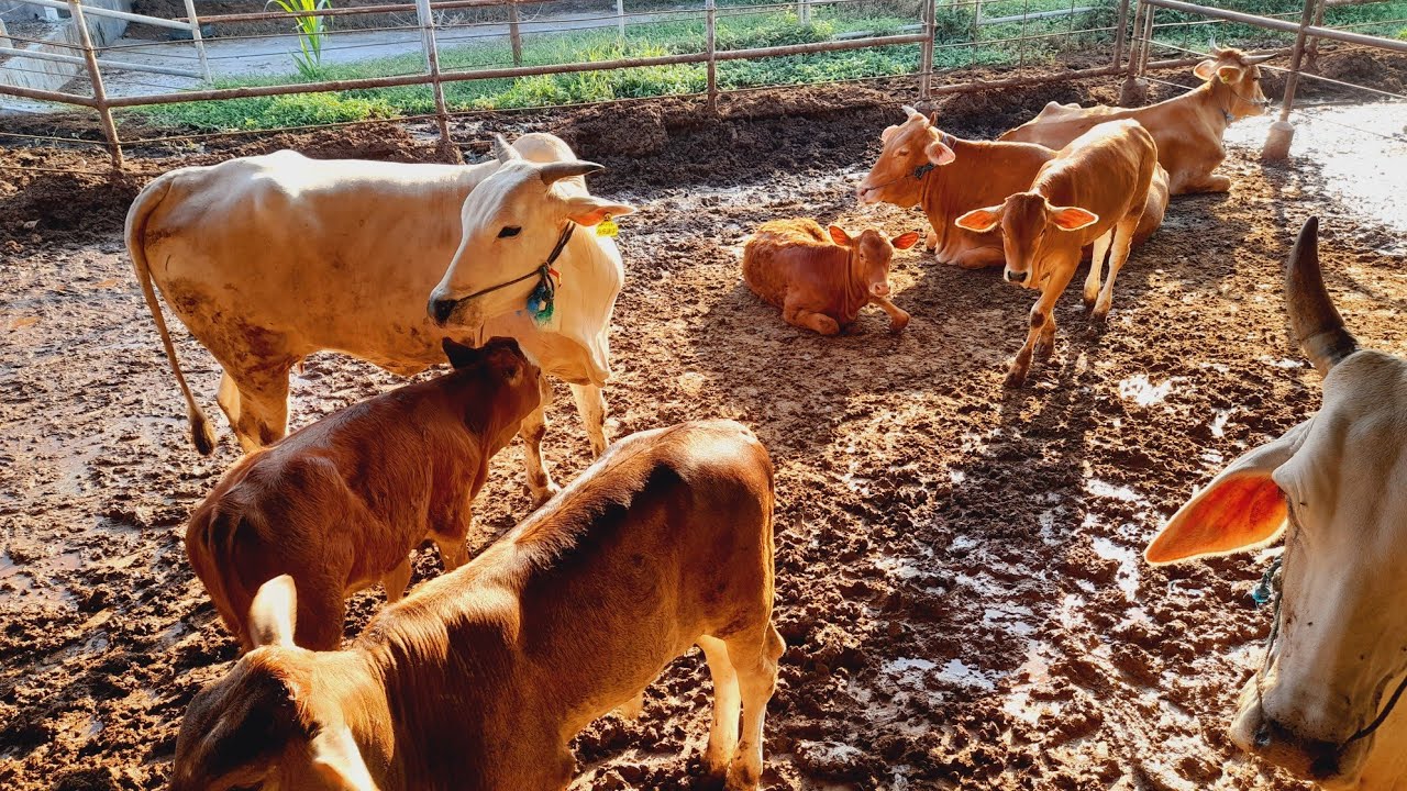 PEDET SAPI BX SUPER KWALITAS #peternakan #penggemukan #sapijumbo # ...