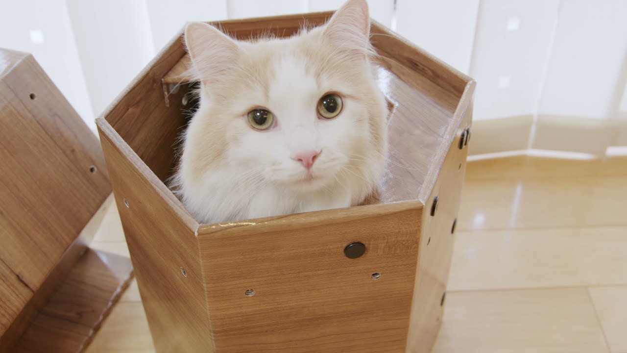 【CAT CUBE】キャットキューブの商品紹介動画 - YouTube