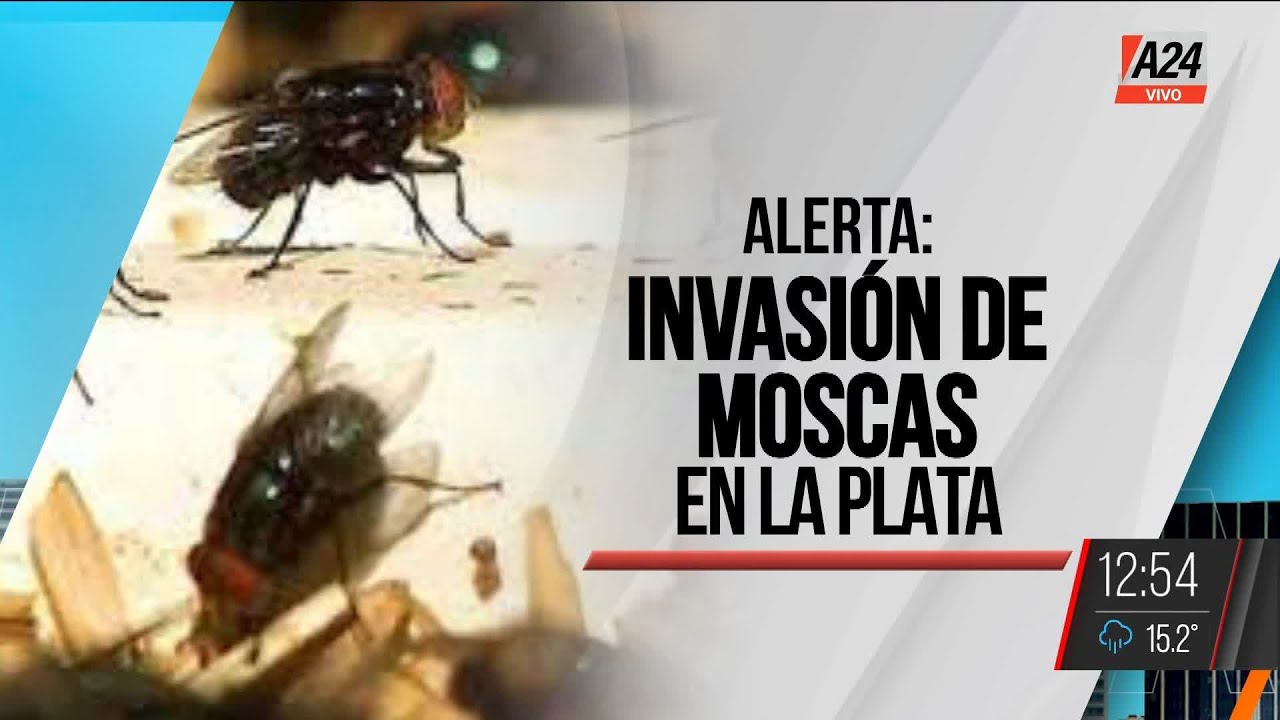 🔴 ALERTA POR INVASIÓN DE MOSCAS EN LA PLATA - YouTube