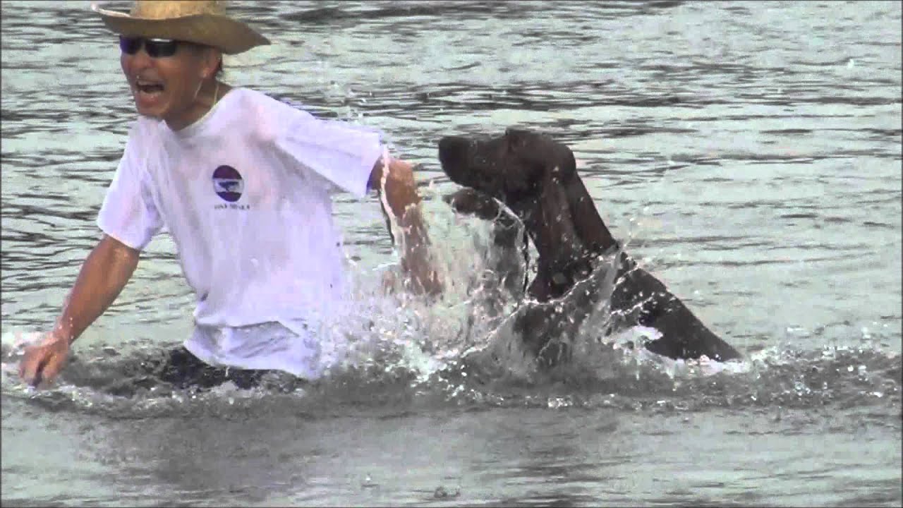 【大型犬の初泳ぎ】【大変な飼い主さん】アランくんの初泳ぎ動画 First swim of 3-year-old male Irish ...