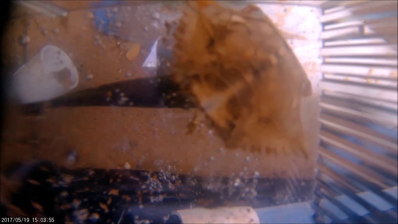 Legless blue crab [Overhead view #2] - YouTube