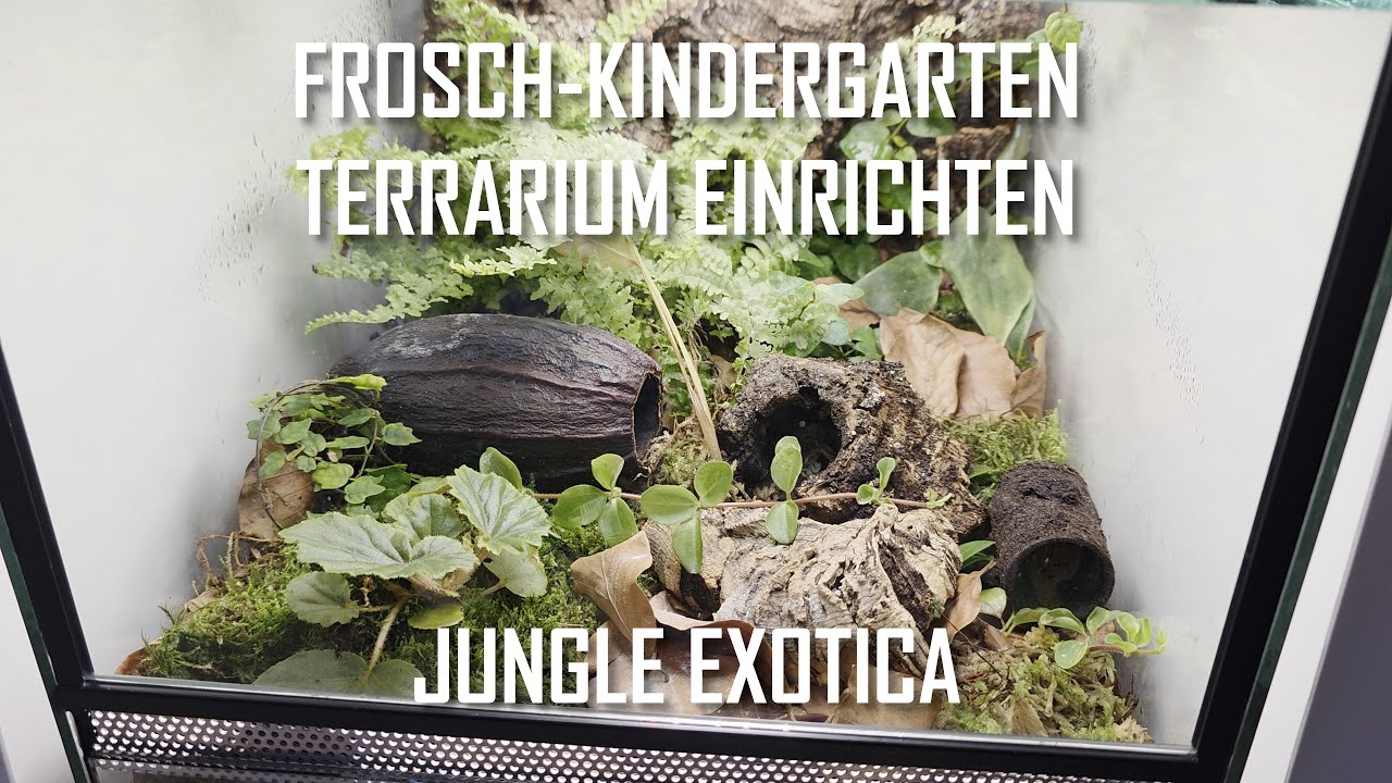 Einrichtung des Frosch-Kindergartens | Terrarium einrichten | Jungle ...