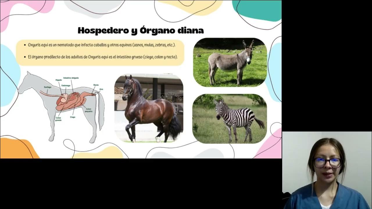 OXYURIS EQUI - YouTube