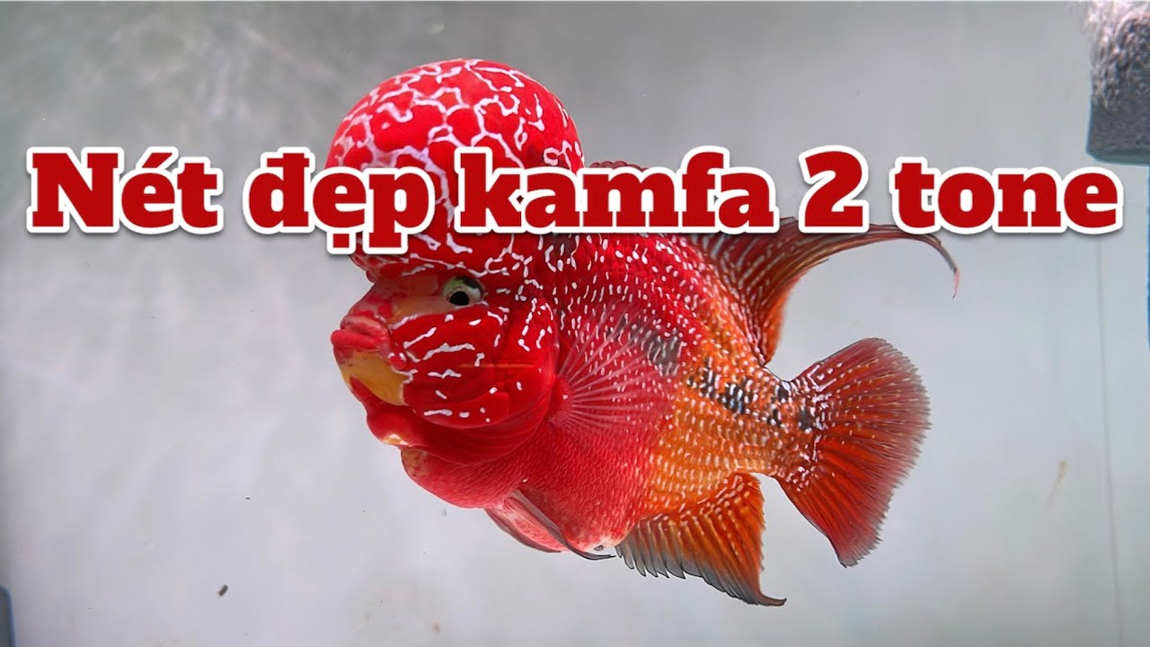 Nét đẹp kamfa 2 tone size 3 ngón - YouTube