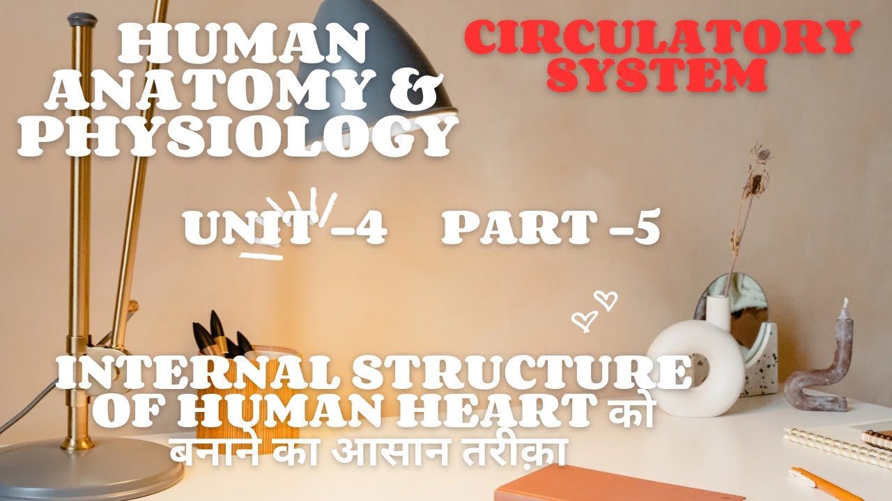 Human heart के structure को कैसे बनाए ?? Structure of human heart 🫀 ...
