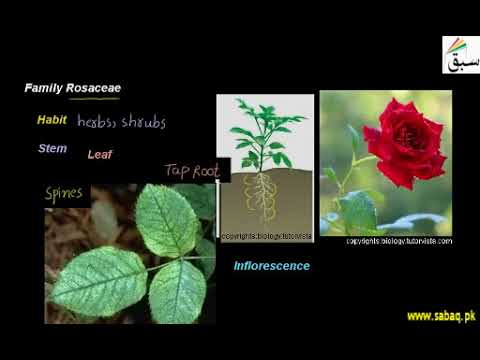 Family Rosaceae | 1st year Biology | swap education portal - YouTube