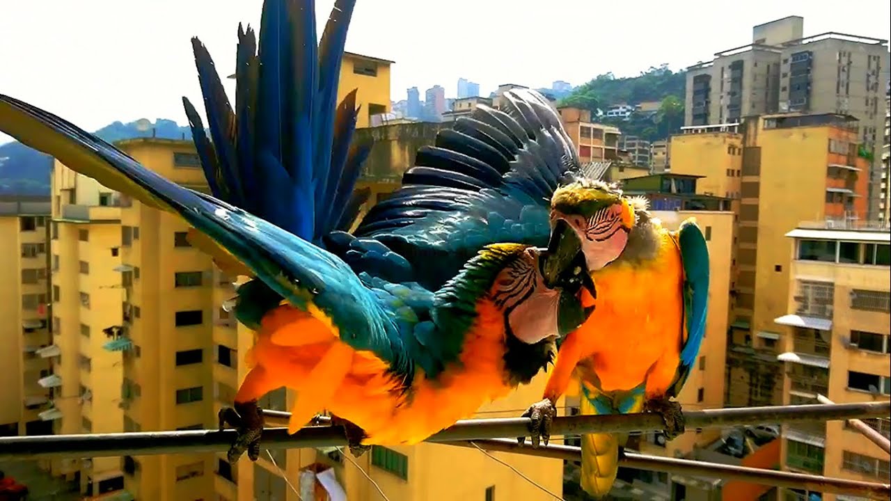 Macaw Parrot Parents Feeding Their Baby in wild #cute #family #love ...