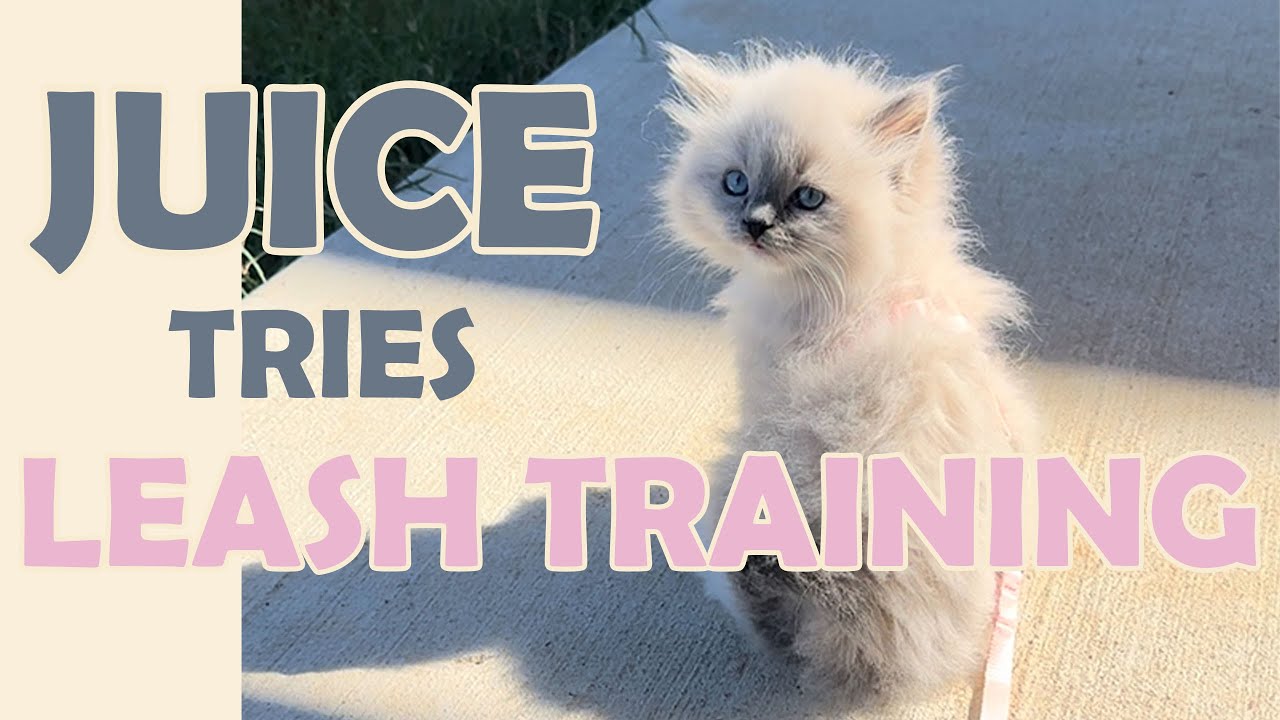 Kitten Leash Training | Watch Juice's Journey with Wearing a Harness ...