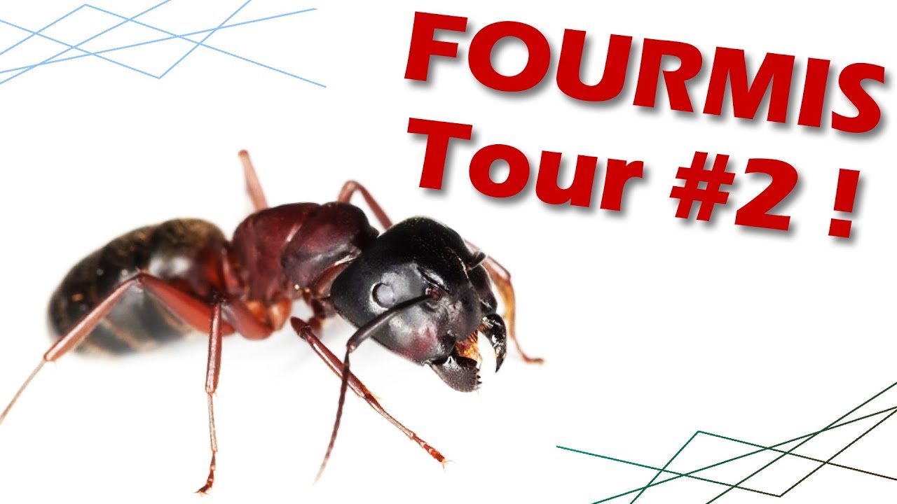 TOUR FOURMIS #2 Evolution ! - YouTube