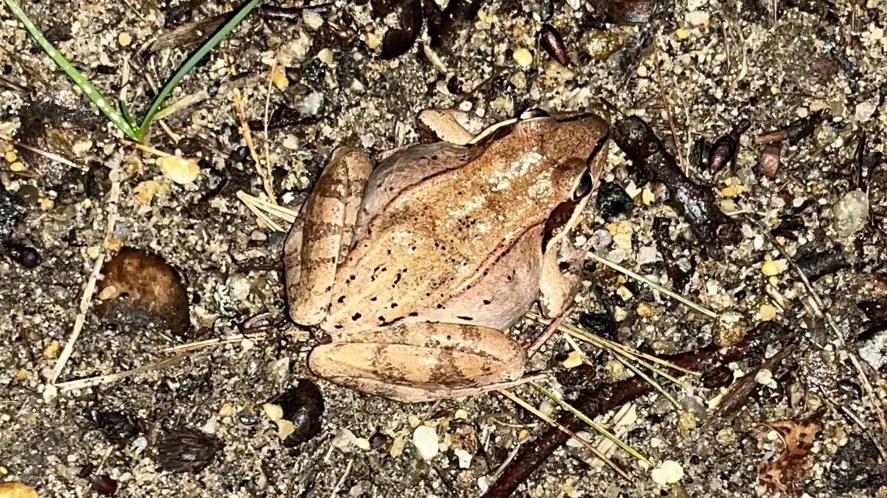 Peepers and Wood Frogs at a New Hampshire Vernal Pool (sound only ...