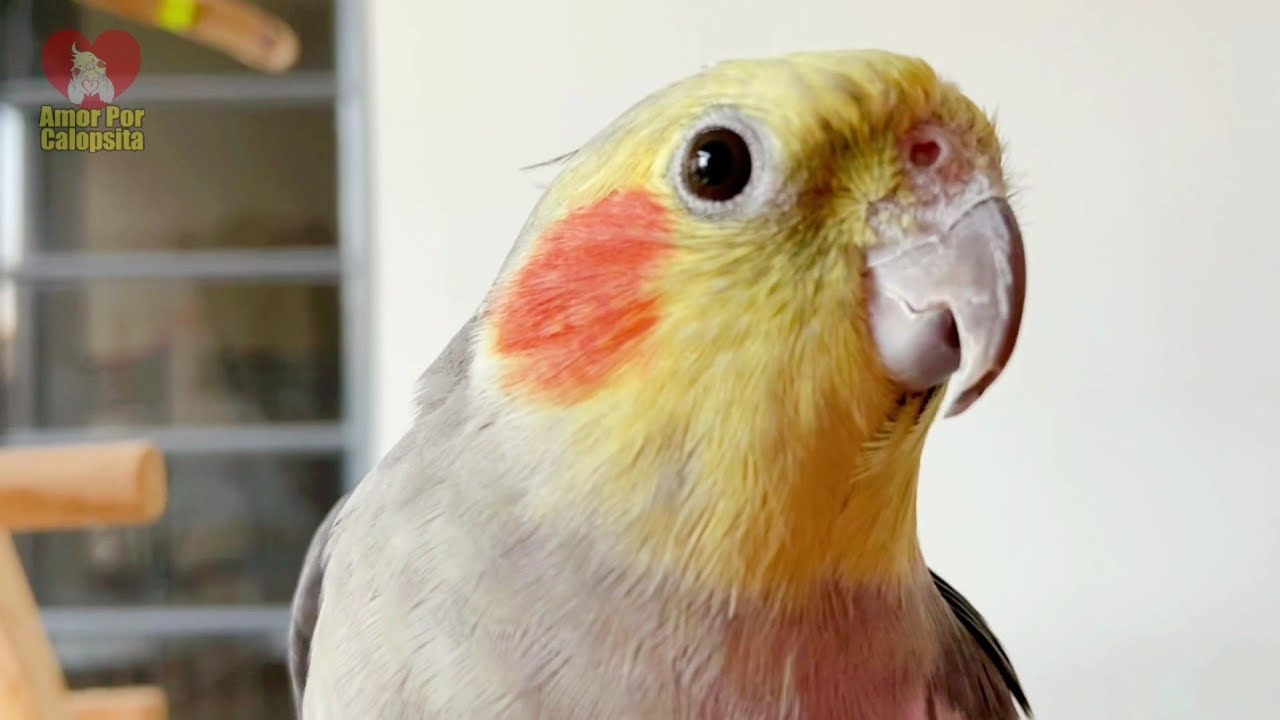 Calopsita Macho Cantando - YouTube