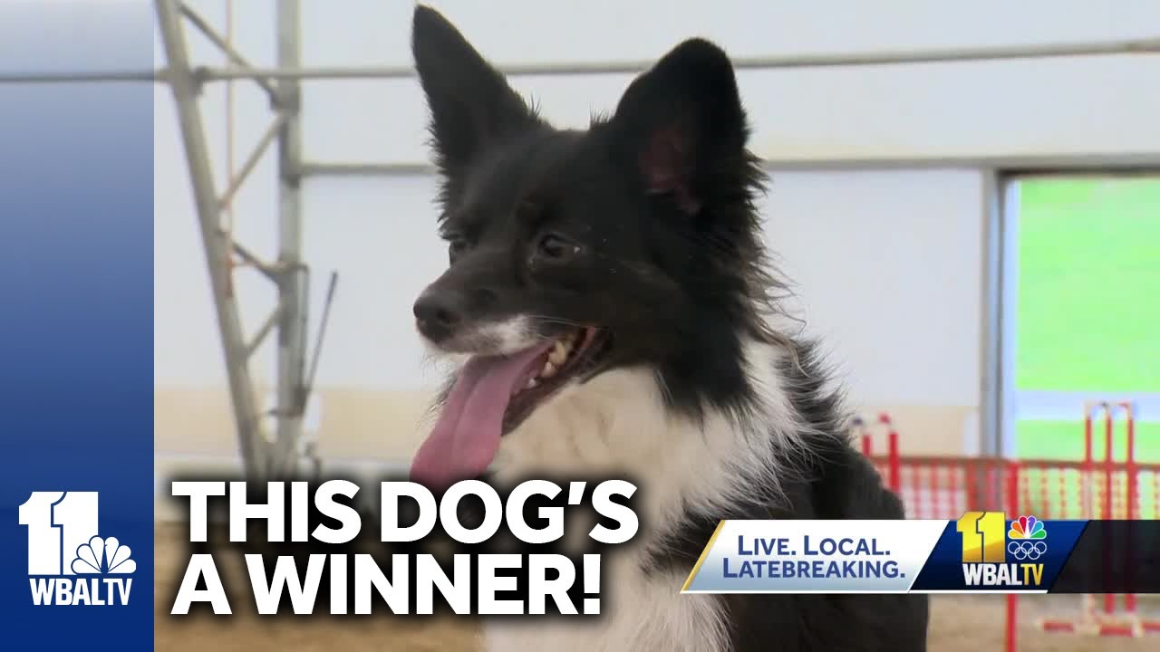 Dog makes moves after winning national agility competition - YouTube