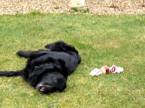 benson the dog - YouTube