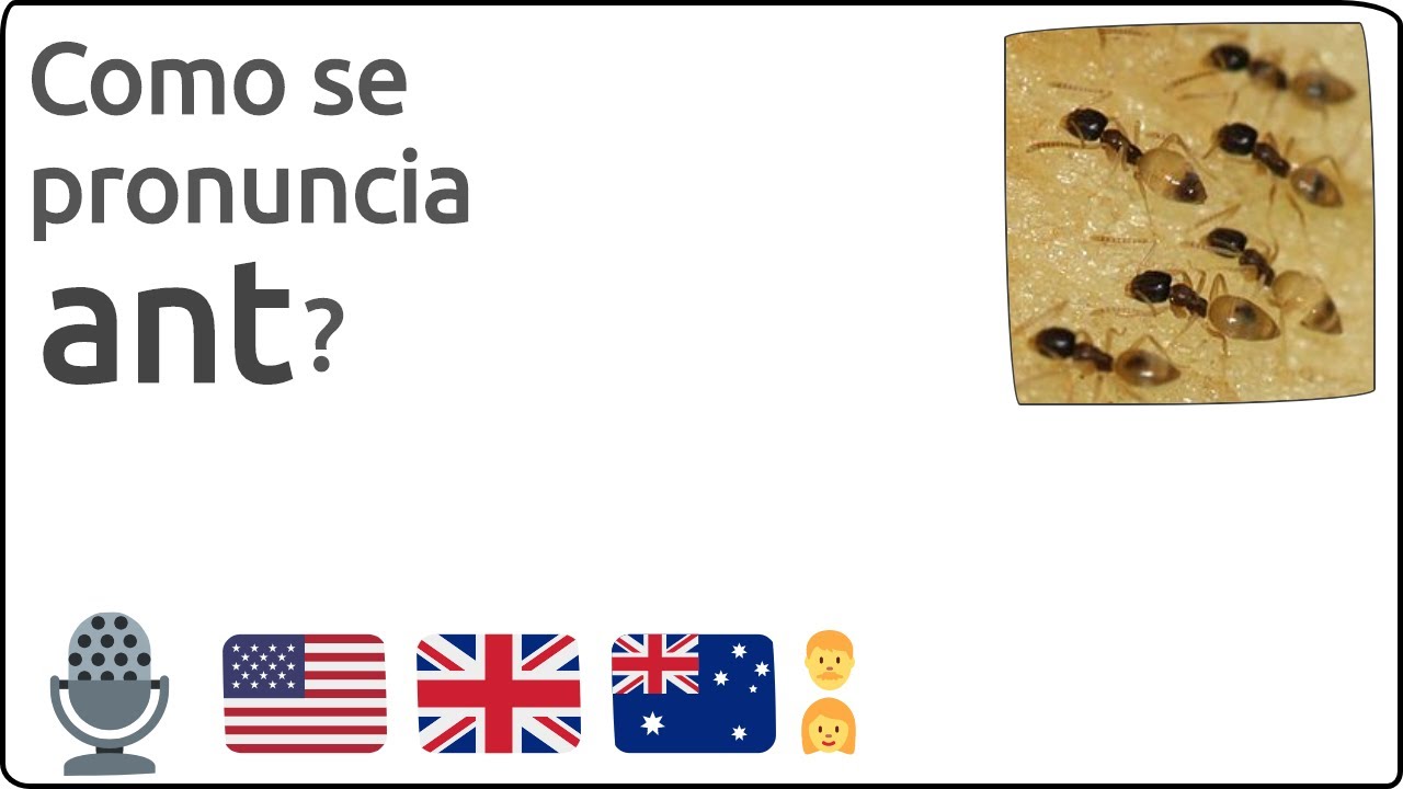 Como se pronuncia ant en ingles 🇺🇸 🇬🇧 🇦🇺 - YouTube
