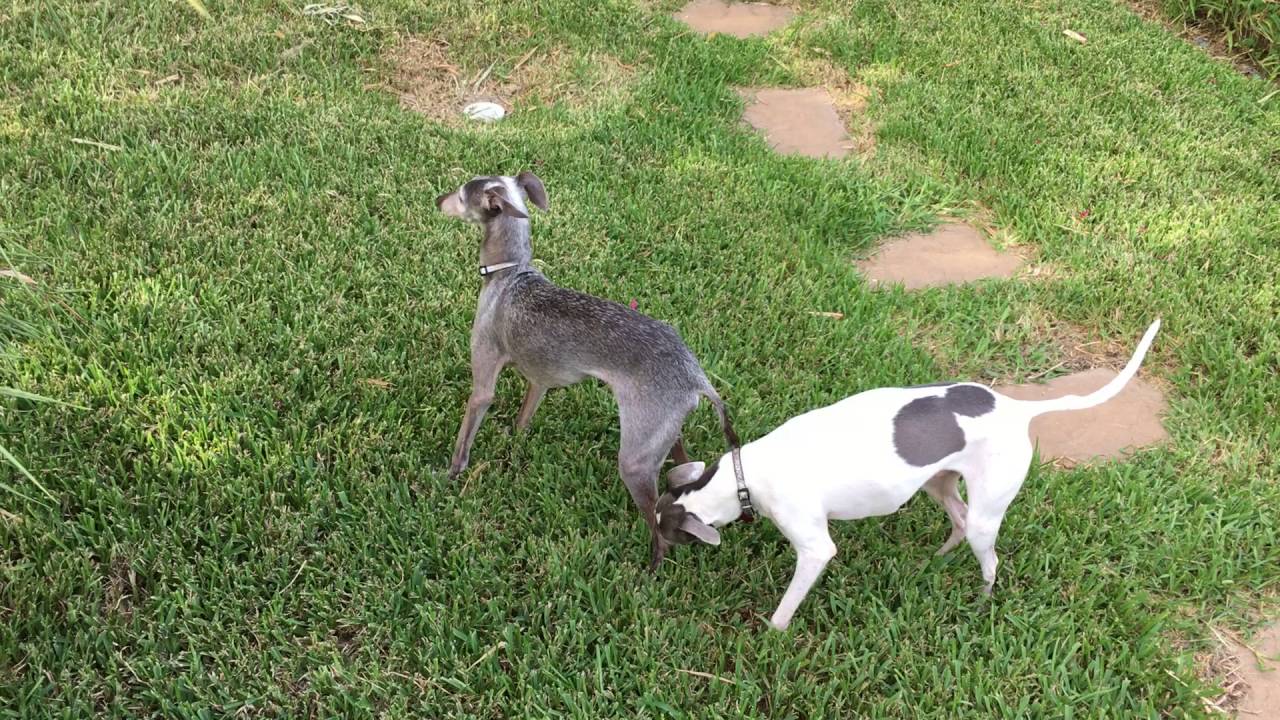 Bleu Italian Greyhound - Walking then trotting - YouTube