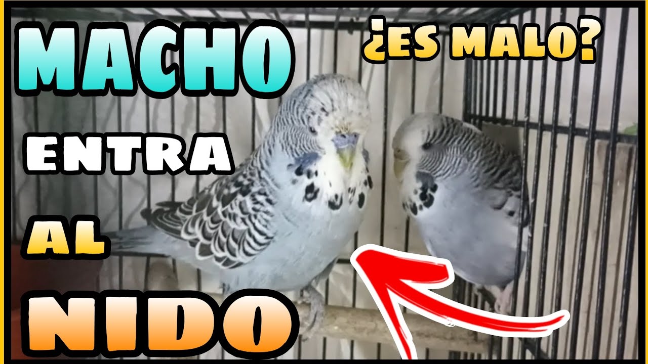 ¿MI MACHO SE METE AL NIDO ES MALO? | ¿PORQUE SE ENTRAN LOS MACHOS AL ...