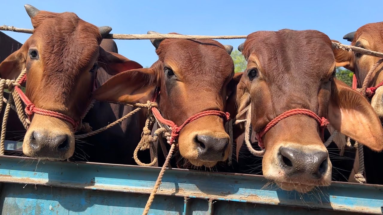 Cow unloading at very popular village cattle market | Cow unloading ...