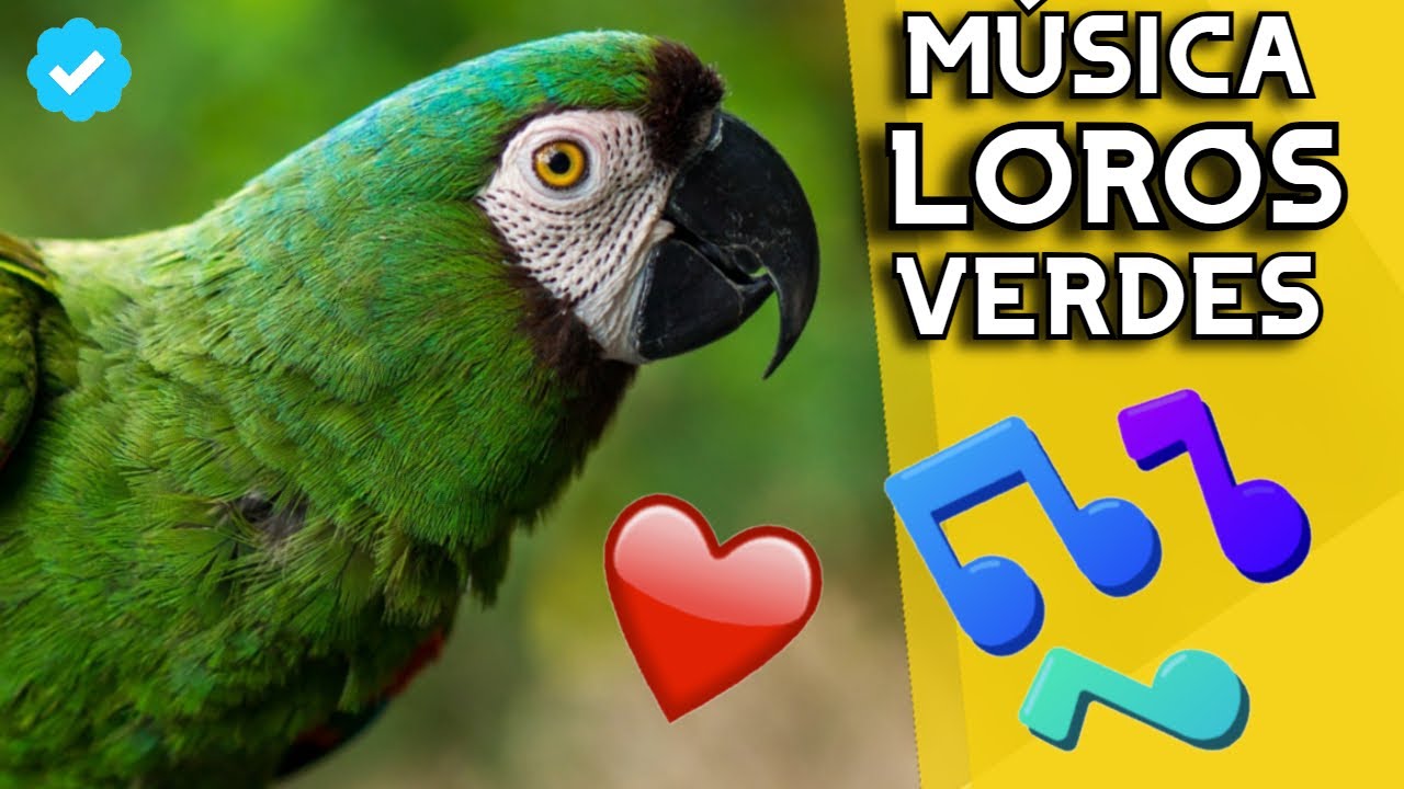 🦜MUSIC for PARROTS [GREEN] 🦜 2022 - Relaxing music for parrots, birds ...