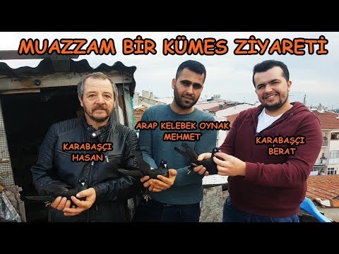 ARAP KELEBEK KÜMES ZİYARETİ ( KUŞÇULAR KELEBEKÇİLER )