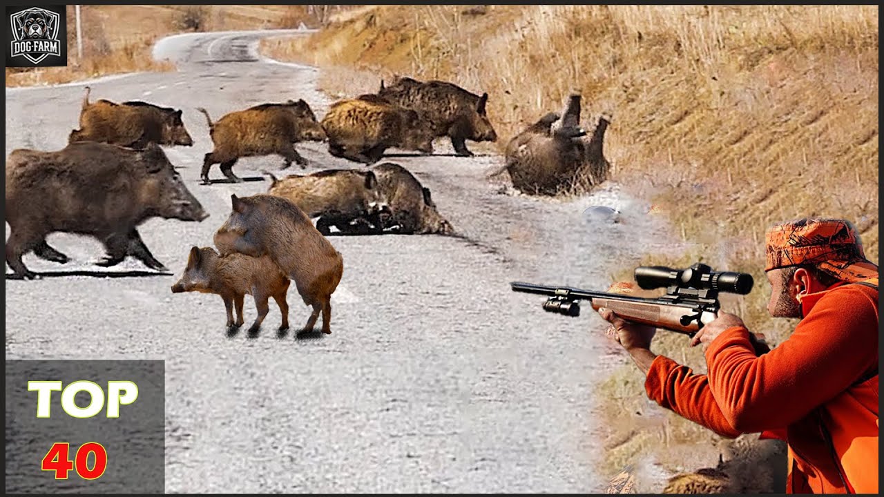Top 40 - The Tough Fight Of American Master Hunters With The Fierce ...