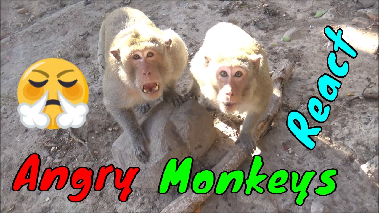 Monkeys React Angry and Attack Cameraman When Being Filmed | Viral ...