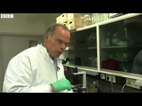 Prof Mark Post explains world's first lab-grown burger process - YouTube