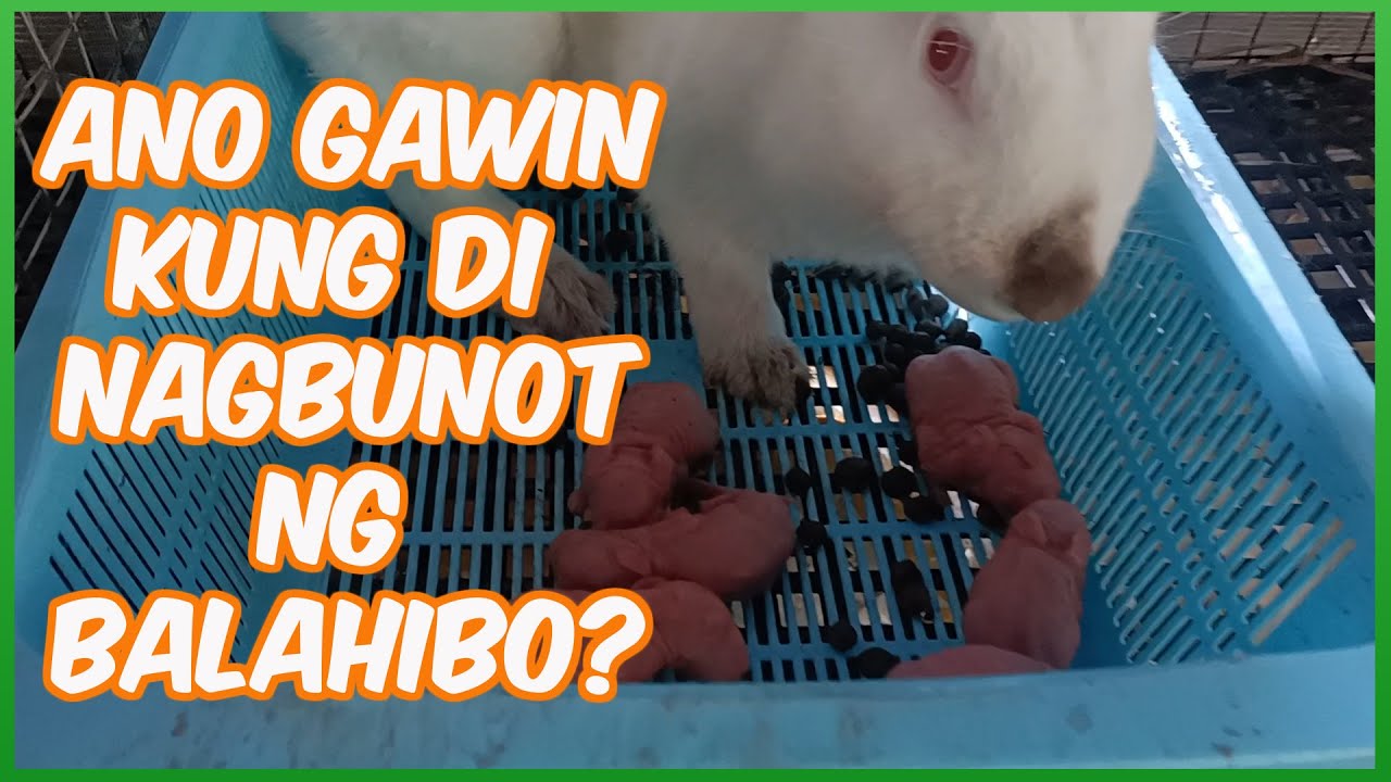 Rabbit Farming | Ano Dapat Gawin Kung Di Nagbunot Ng Balahibo Si Mother ...