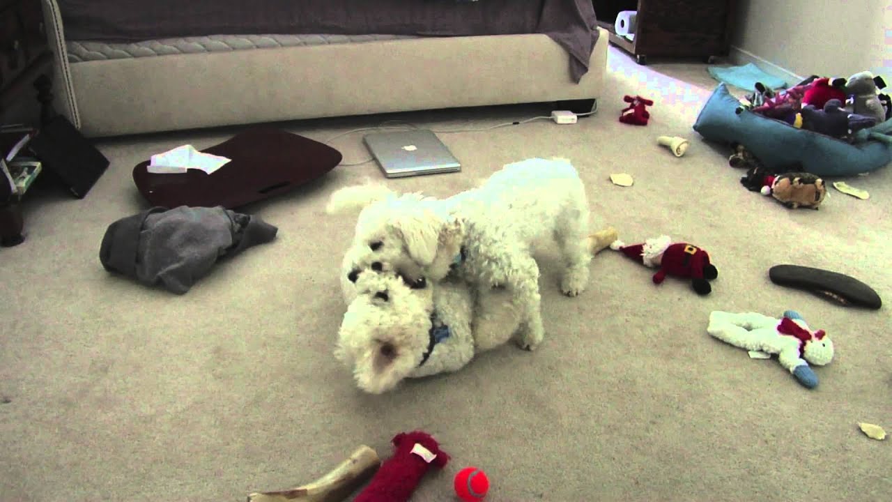 Bichon Frise Dogs Play Fighting - YouTube