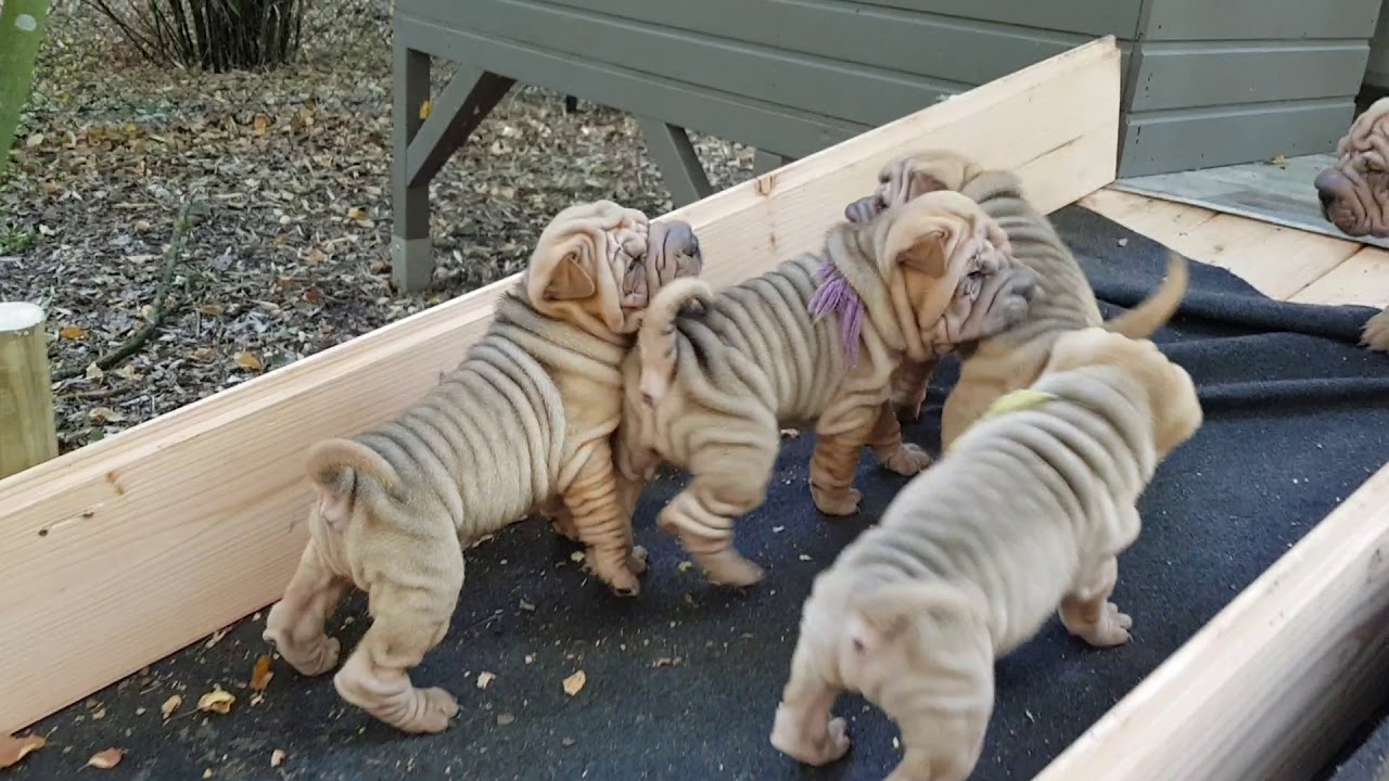 puppies enjoying outside - YouTube