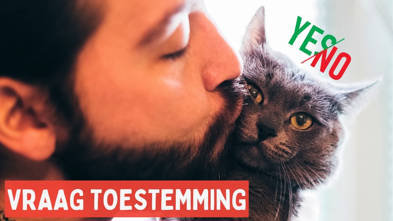 Je kat aaien? vraag eerst toestemming, voor een sterke band. - YouTube