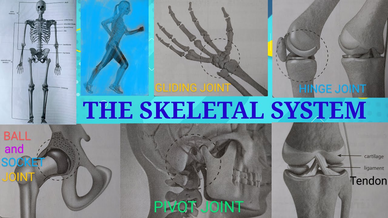 SCIENCE and TECHNOLOGY:THE SKELETAL SYSTEM - YouTube