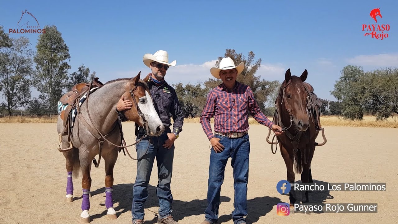 Payaso Rojo Gunner mostrando su potencial como semental - YouTube