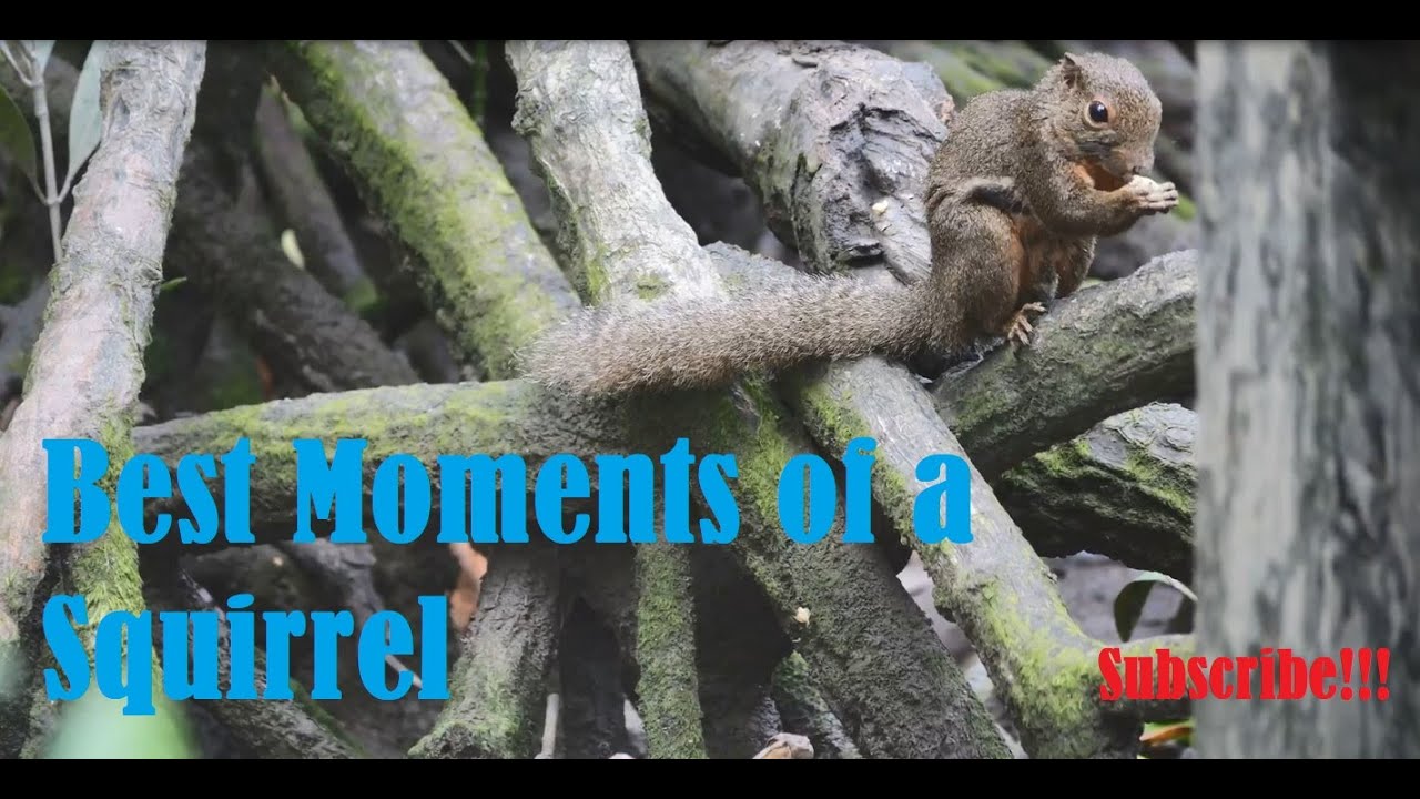 Best Moments of a Squirrel [[ JJUUKO JULIUS - YouTube