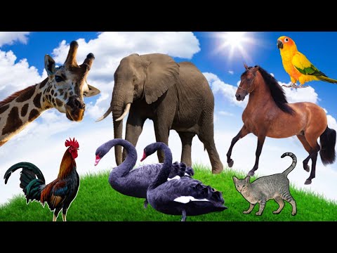 Animals sounds / kangaroo, Elephant, Giraffe, Donkey, Dog, Cat, Monkey / AB Land