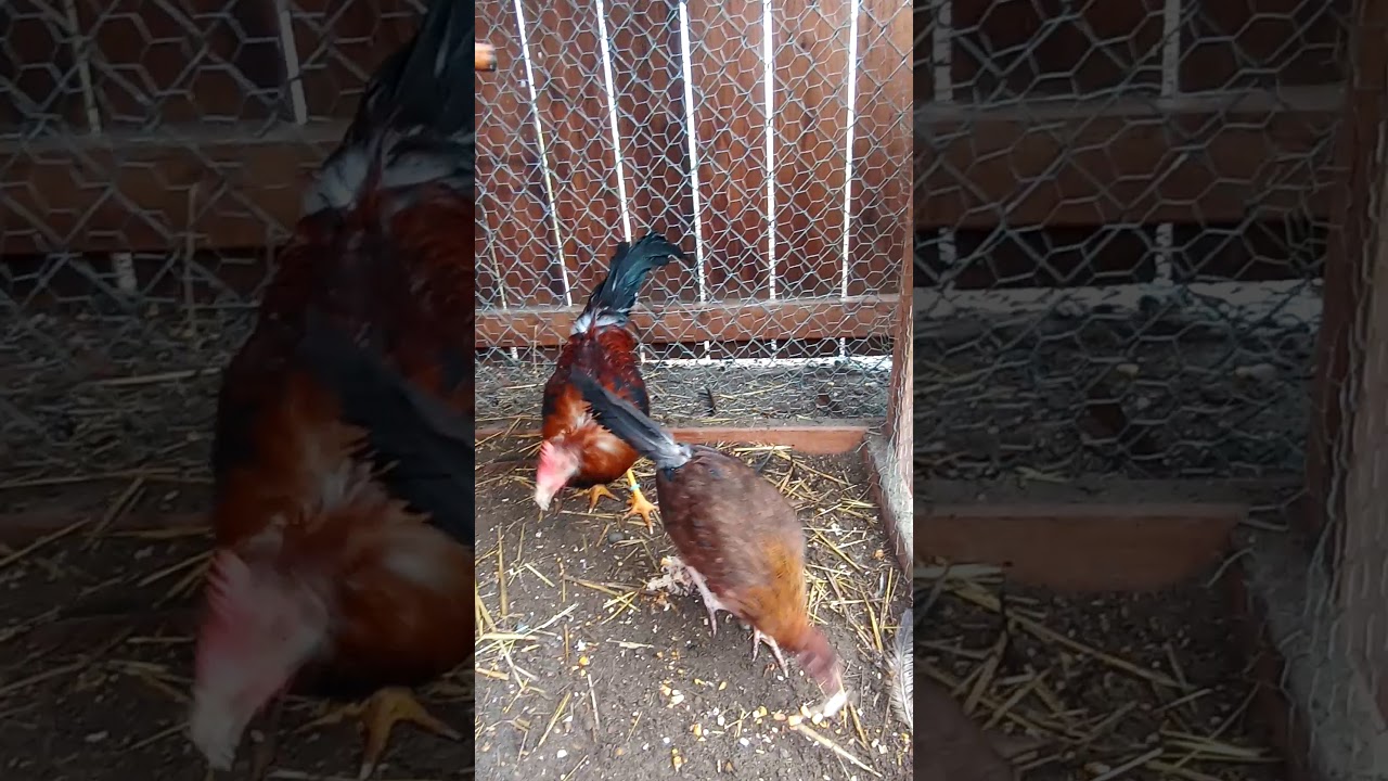game fowl farm - YouTube