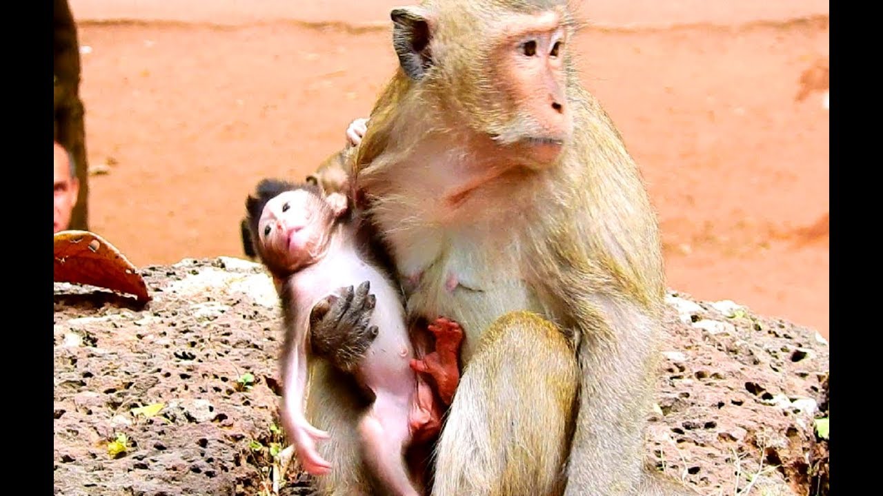 What's Blacky Doing On Barbi? Barbi Baby Monkey Very Cute and Lovely ...