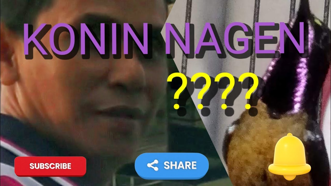 @Solusi tepat agar konin bermain nagen satu tenggeran - YouTube