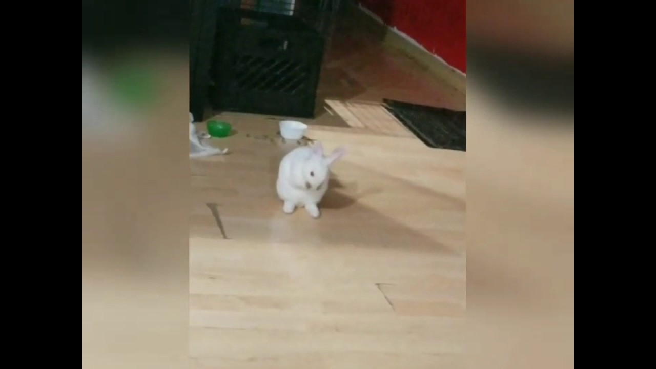 epic funny bunny fail. - YouTube