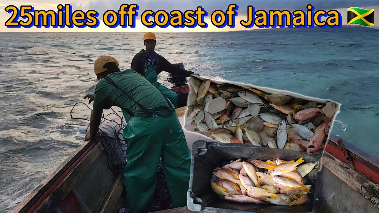 Commercial netfishing off coast Jamaica 🇯🇲🔥|MUST WATCH😱 @Keeran ...