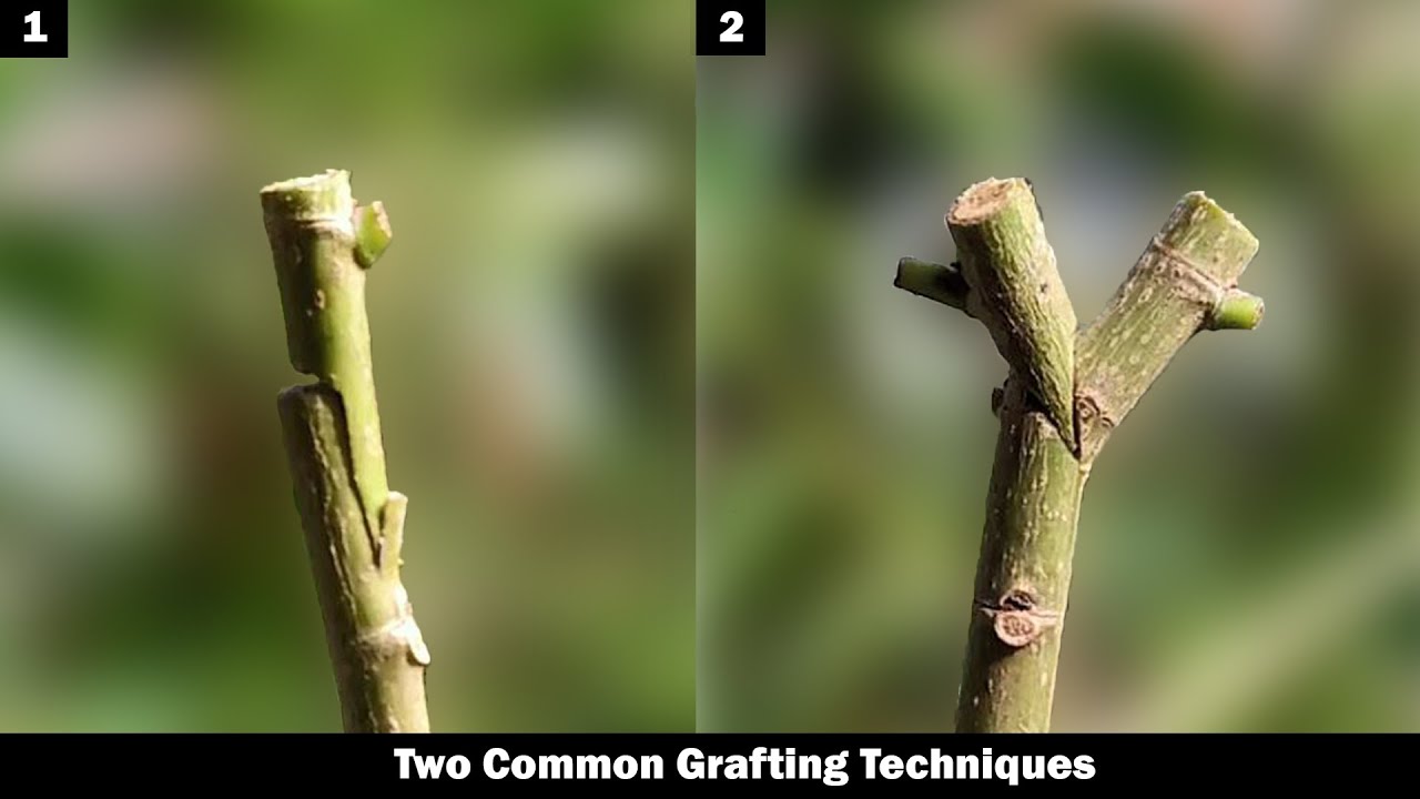 From Novice to Pro: Two Grafting Techniques You Can Master - YouTube