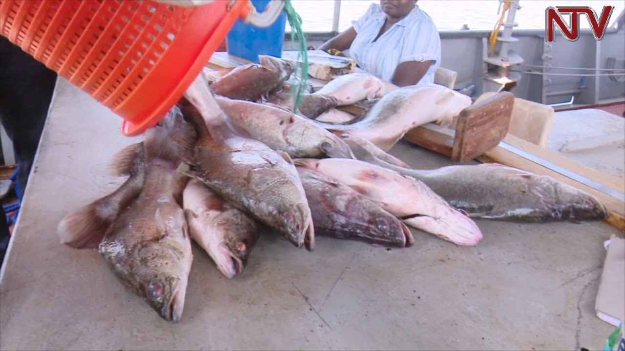 Victoria Fish's Instagram, Twitter & Facebook on IDCrawl