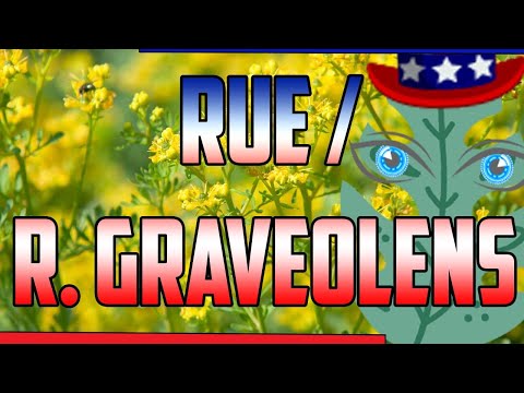 Rue plant #benefits Ruta graveolens #plants THE TRUTH ABOUT THE  Ruda #properties #remedies  🌿