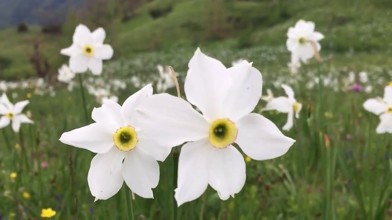 La giunchiglia, il fiore della vita, della rinascita... - YouTube