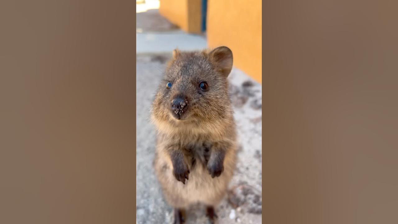 Quokka - Happy miniature marsupials - YouTube